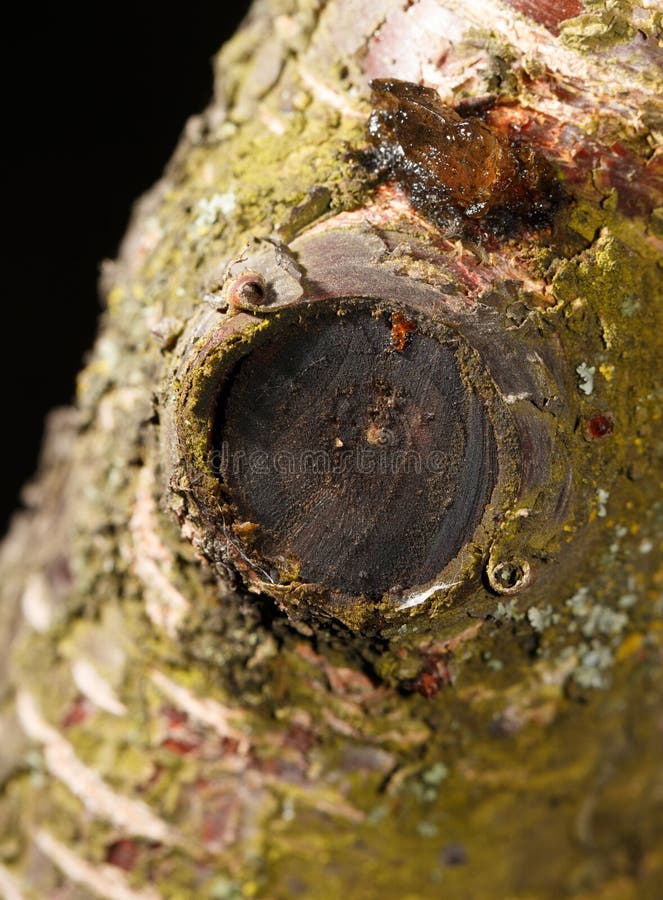 A Tree Branch with a Hole in it and a Small Insect Inside Stock Image ...