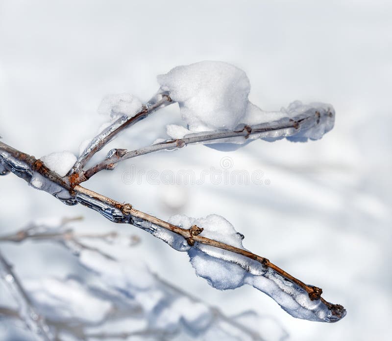 Tree branch in ice stock photo. Image of season, blue - 114835870