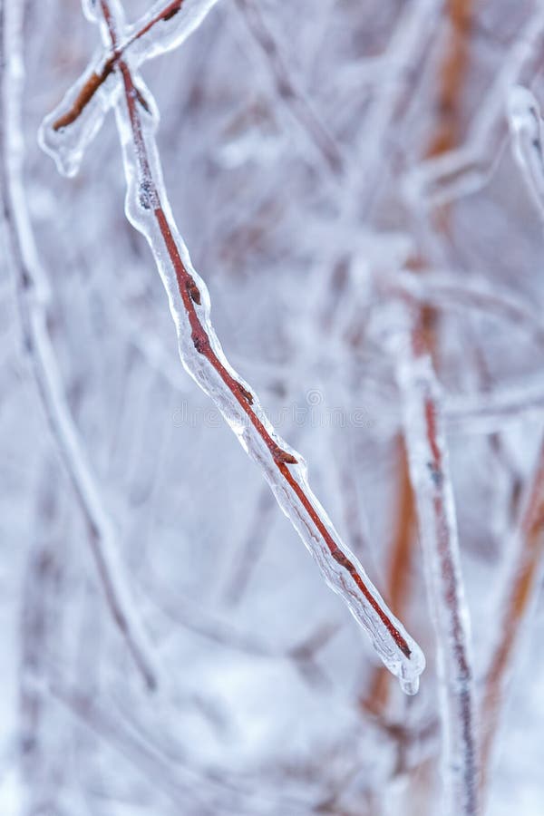 Tree branch in ice stock photo. Image of snow, branches - 105820610