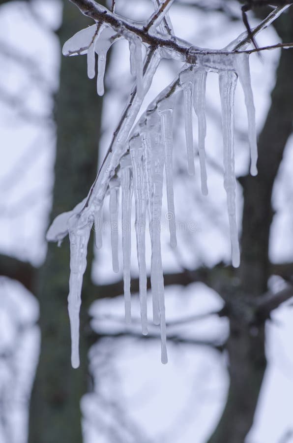 Tree branch with icicles stock image. Image of house - 130615995