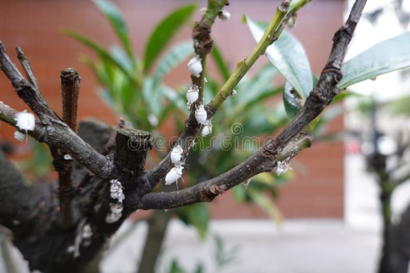 Tree Branch Infested with White Scale Insects Stock Image - Image of ...