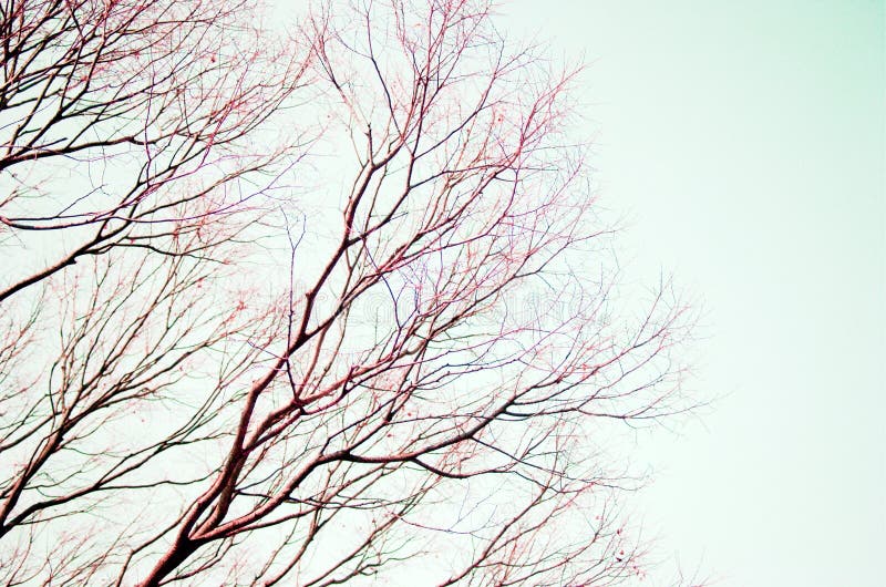 Tree Branch Isolated Remaining from Winter Stock Image - Image of ...