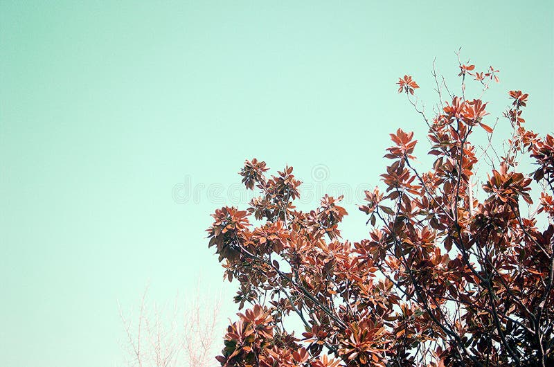 Tree Branch Isolated Remaining from Winter Stock Photo - Image of tree ...