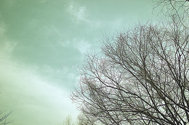 Tree Branch Isolated Remaining from Winter Stock Photo - Image of green ...