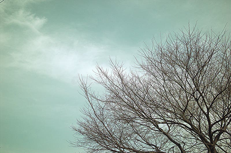 Tree Branch Isolated Remaining from Winter Stock Image - Image of ...