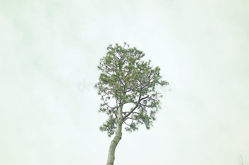 Tree Branch Isolated Remaining from Winter Stock Image - Image of ...