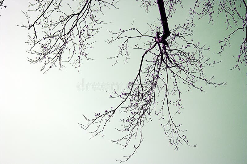 Tree Branch Isolated Remaining from Winter Stock Photo - Image of ...