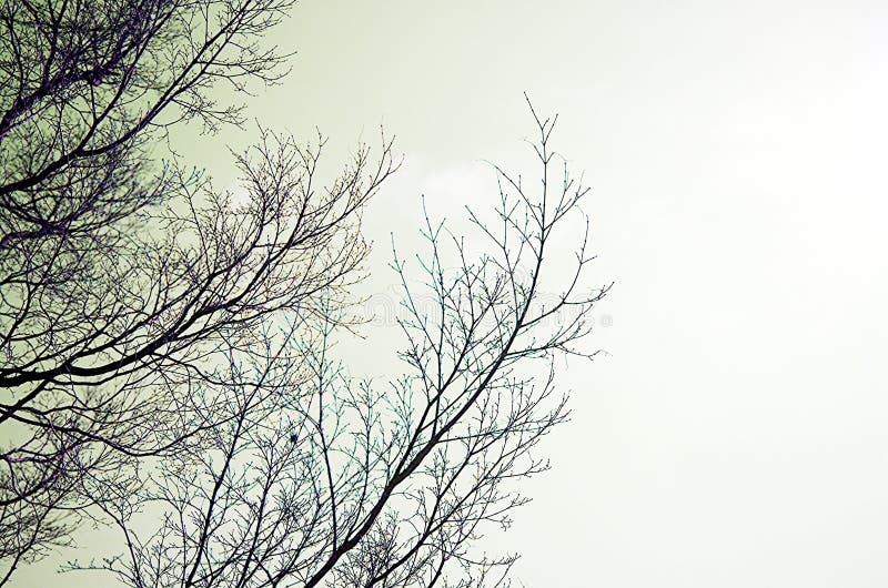 Tree Branch Isolated Remaining from Winter Stock Image - Image of shape ...