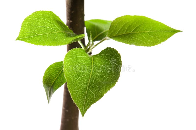 Tree Branch Isolated on White Stock Photo - Image of life, isolated ...