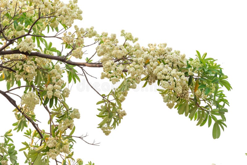 Tree Branch Isolated on White Background Stock Image - Image of ...