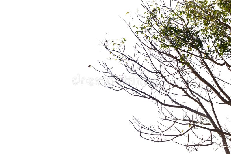 Tree Branch Isolation on White Stock Photo - Image of background ...
