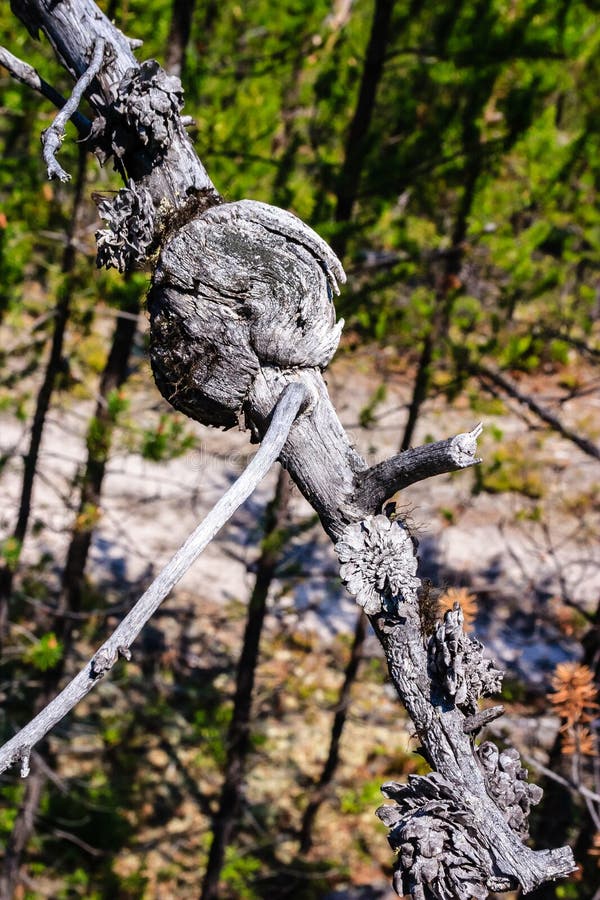 A Tree Branch with a Knot in it Stock Image - Image of abstract, macro ...
