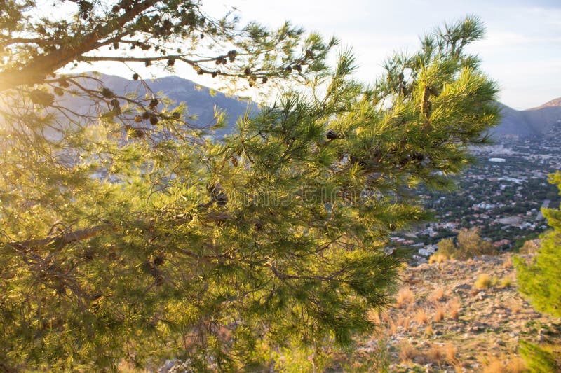Tree Branch with the Landscape in the Background Stock Image - Image of ...