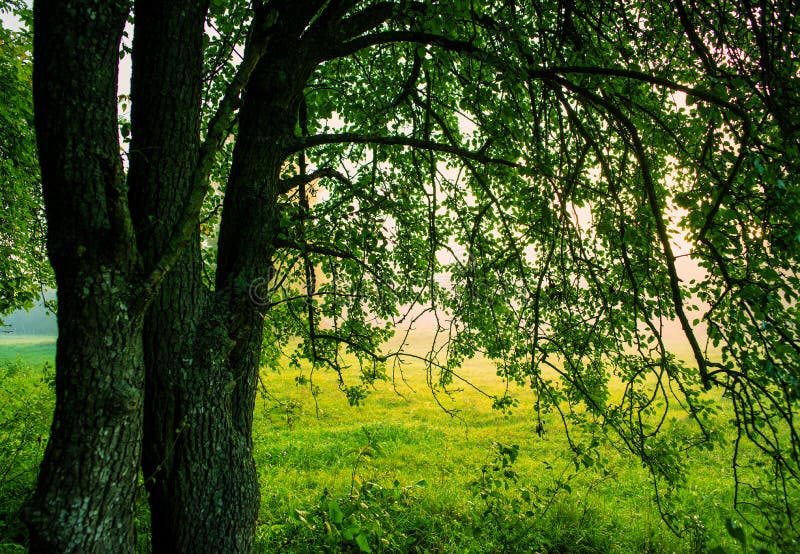 Tree branch stock photo. Image of summer, vanishing, background - 57815478