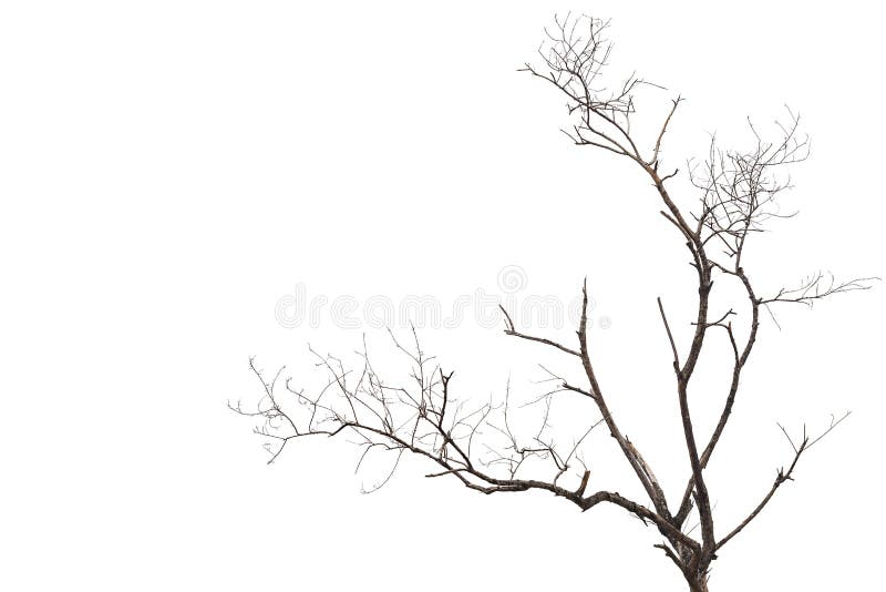 Tree Branch without Leaf Isolated on White Stock Image - Image of plant ...