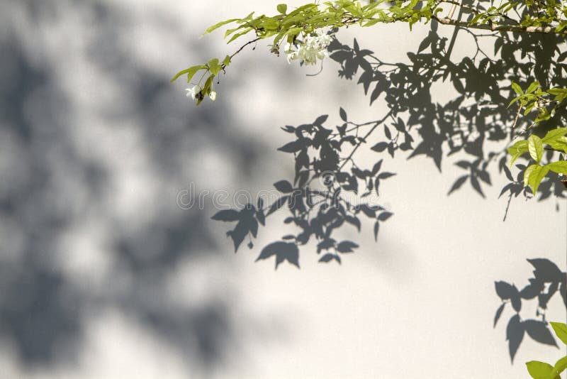 Tree Branch and Leaf with Shadow on a White Concrete Wall Stock Image ...