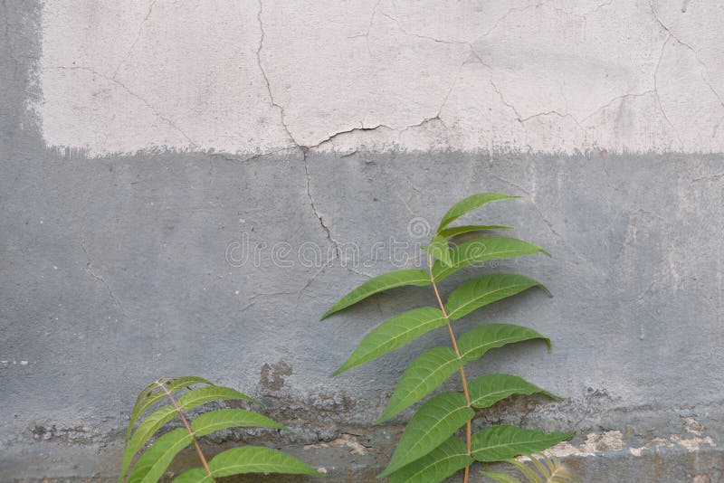 Tree Branch and Leaf with Shadow on a White Concrete Wall Stock Image ...