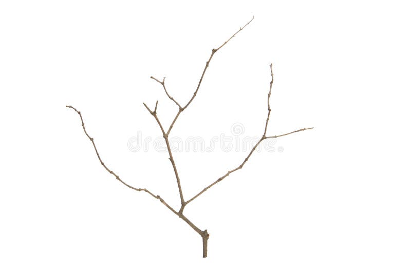 Tree Branch without Leaves Isolated on White Background Stock Image ...