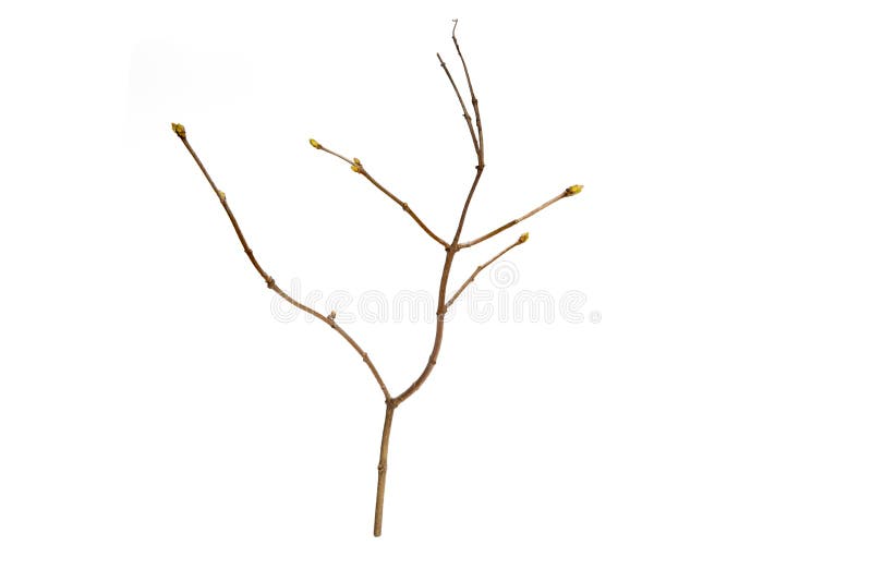 Tree Branch without Leaves Isolated on White Background Stock Photo ...