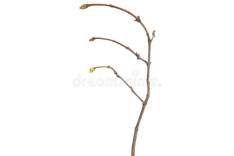 Tree Branch without Leaves Isolated on White Background Stock Photo ...