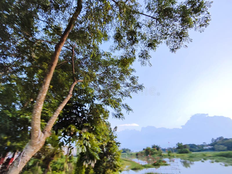 Tree Branch and Leaves Nature Background, Organic Greenery Texture Stock Photo - Image of ...