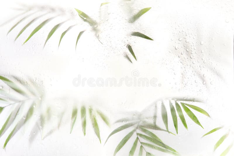 Tree Branch with Leaves Shadow Effect. Blurred Picture with Fog Effect ... Tree Branch with Leaves Shadow Effect. Blurred Picture with Fog Effect ...