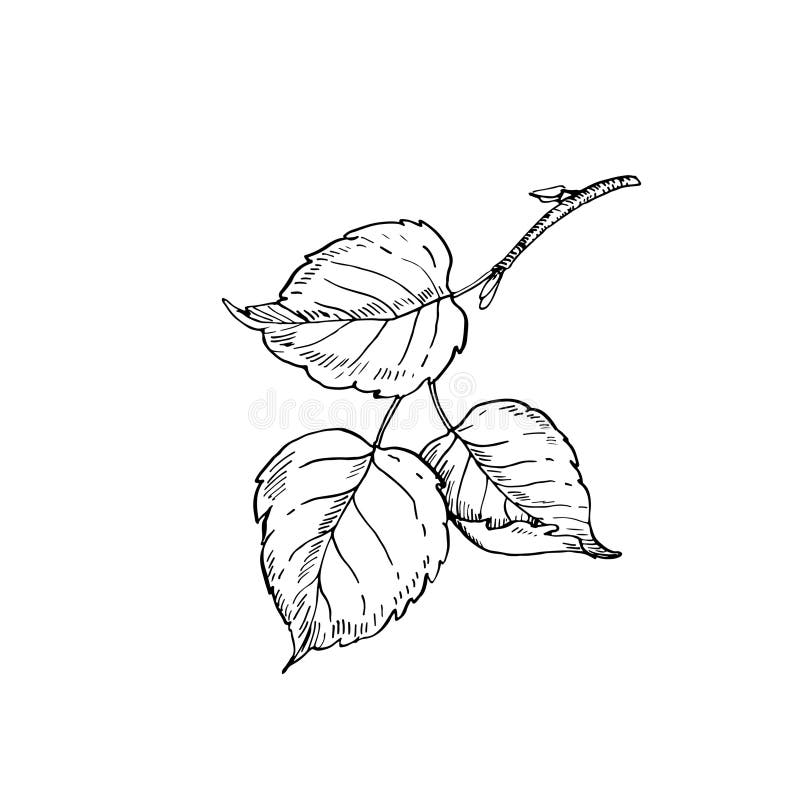 Tree Branch with Leaves. Vector Black and White Illustration Hand Drawn ...