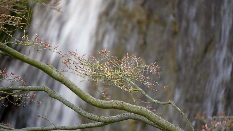 A Tree Branch with Leaves and a Waterfall in the Background Stock ...