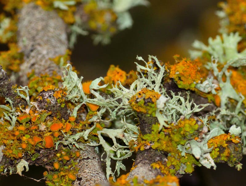 Tree Branch with Lichens of Colors Stock Photo - Image of microorganisms, mycological: 47665238