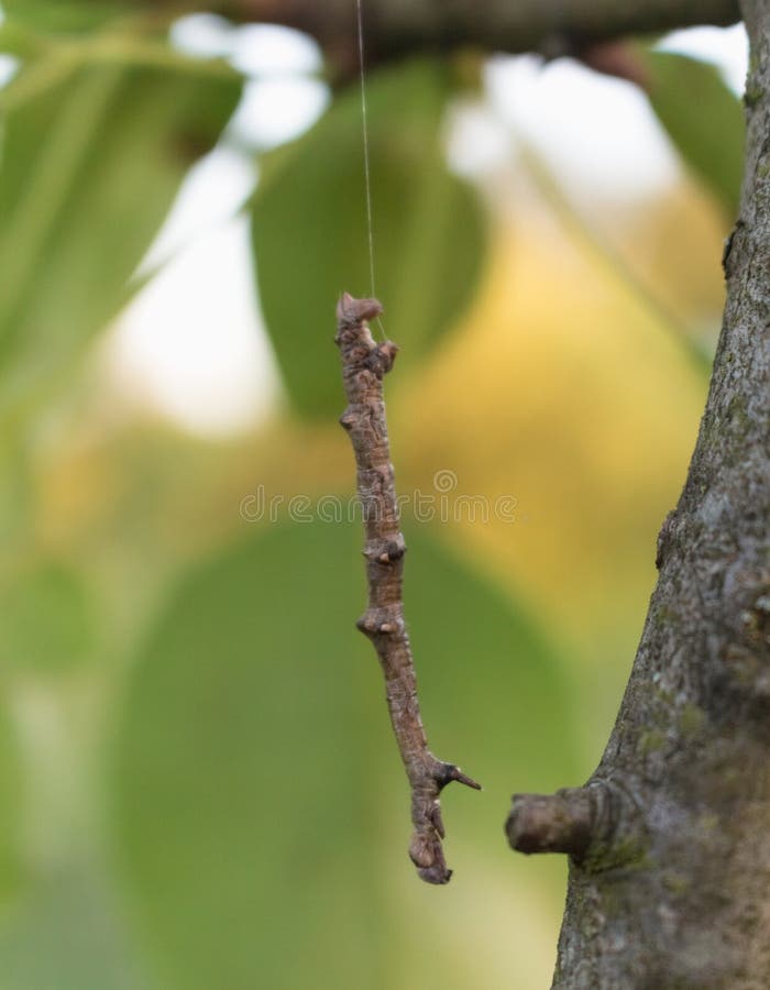 Tree Branch-like Caterpillar Stock Photo - Image of leaf, small: 269743176