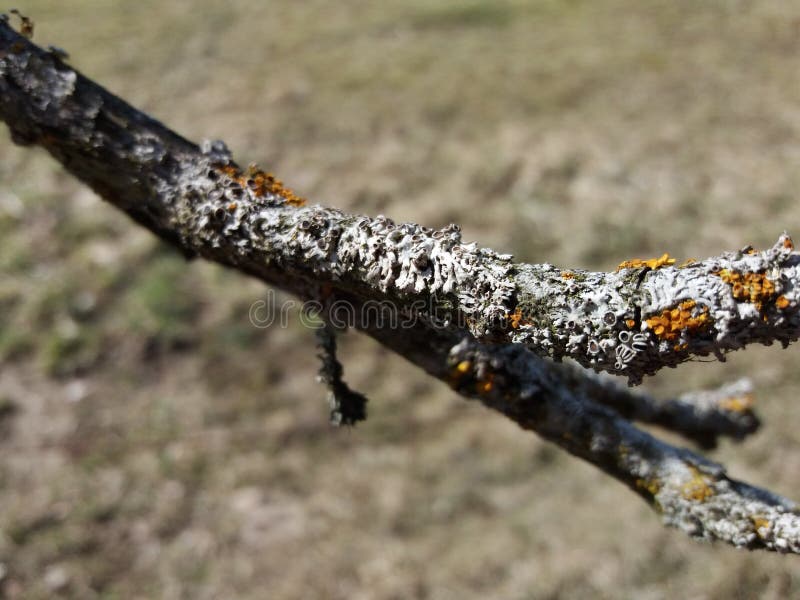 Tree branch stock photo. Image of little, branch, tree - 113991190