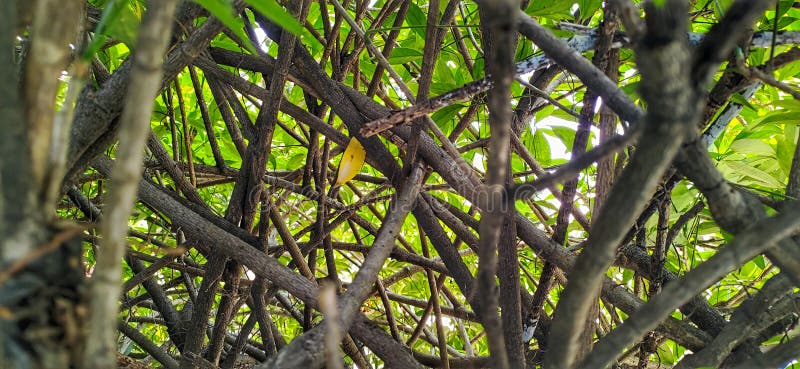 Abstract Looking Tree Branches Stock Photo - Image of branch, branches ...