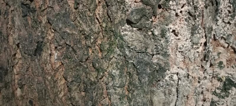 A Tree Branch that Looks Like a Cliff Stock Photo - Image of looks ...