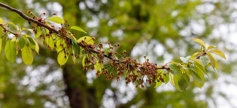 A Tree Branch with Many Leaves and Some Fruit Stock Image - Image of ...