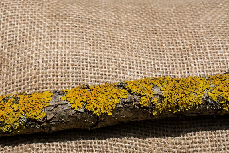 Tree Branch with Moss on it on Textured Background Stock Image - Image ...