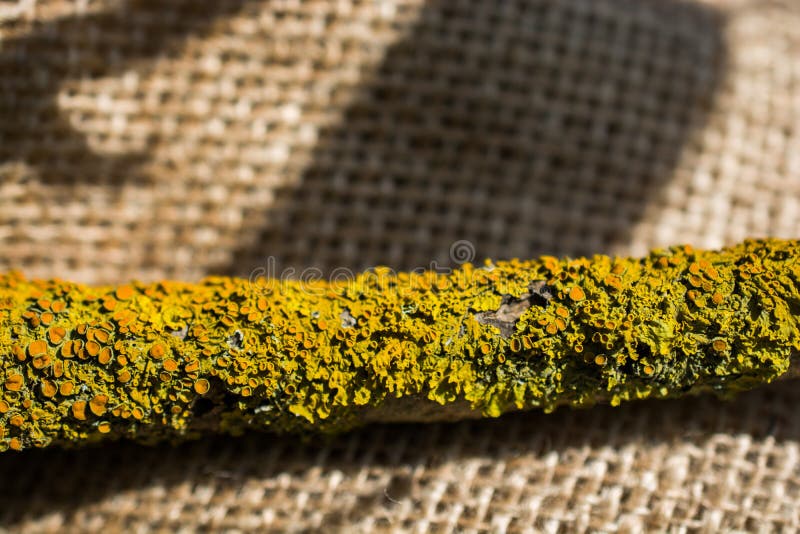Tree Branch with Moss on it on Textured Background Stock Photo - Image ...