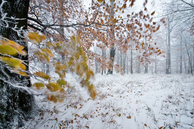 Tree Branch Moving during Heavy Storm in Winter Snow-covered Forest ...