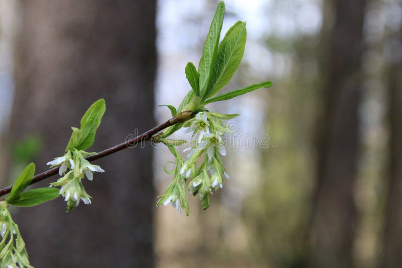A Tree Branch with Multiple Small Blossoms Surrounded by Green Leaves ...