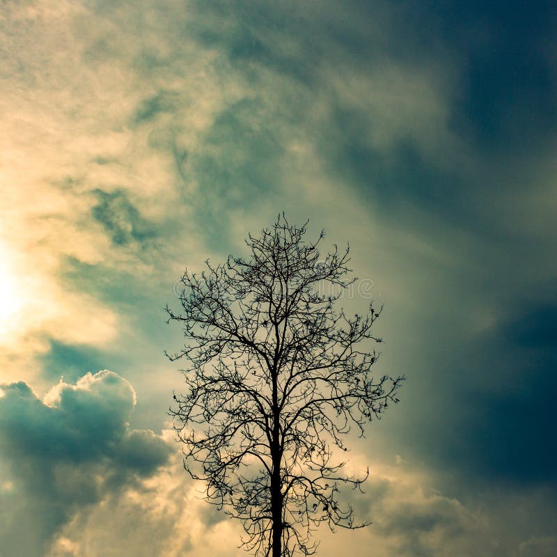 Tree and Branch Nature on Background Stock Photo - Image of life, leaf ...