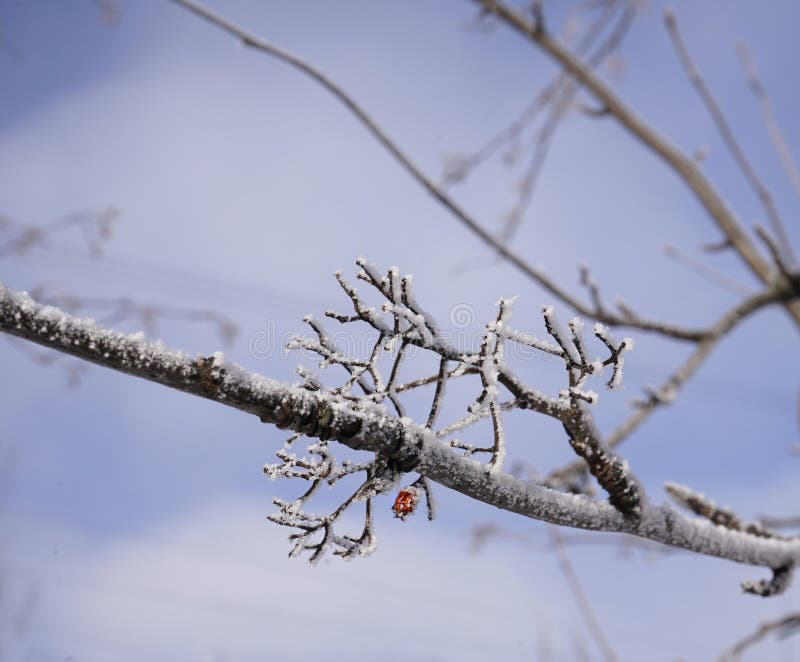 Tree branch stock photo. Image of branch, sunlight, tree - 111271442