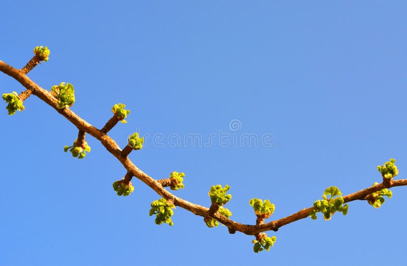New Fresh Buds on a Tree Branch Stock Image - Image of buds, detail ...