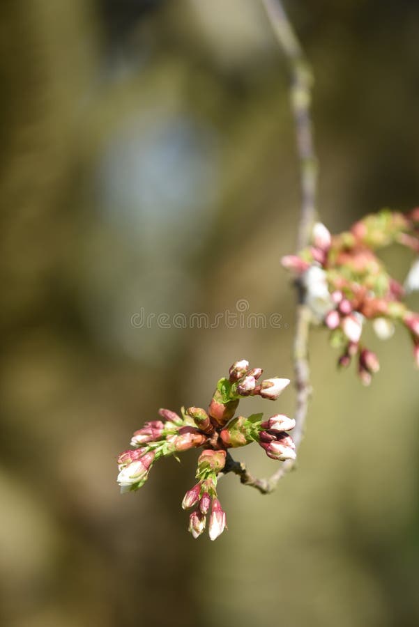 Tree Branch with New Shoots Growing on a Branch Stock Photo - Image of ...