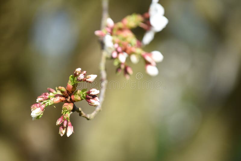 Tree Branch with New Shoots Growing on a Branch Stock Image - Image of ...