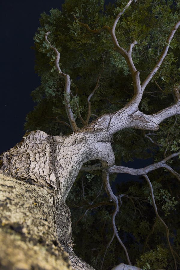 Night Of Trees And Branches