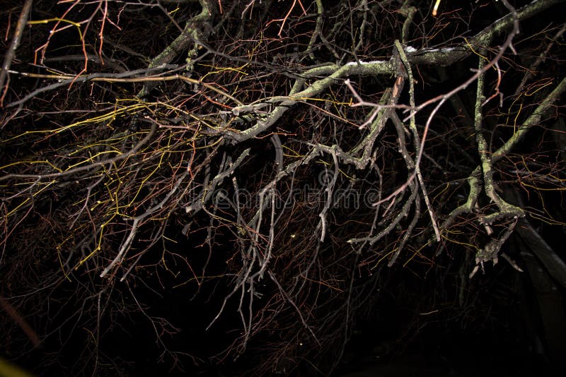 Tree Branch on Night Dark Sky Background Stock Photo - Image of branch ...