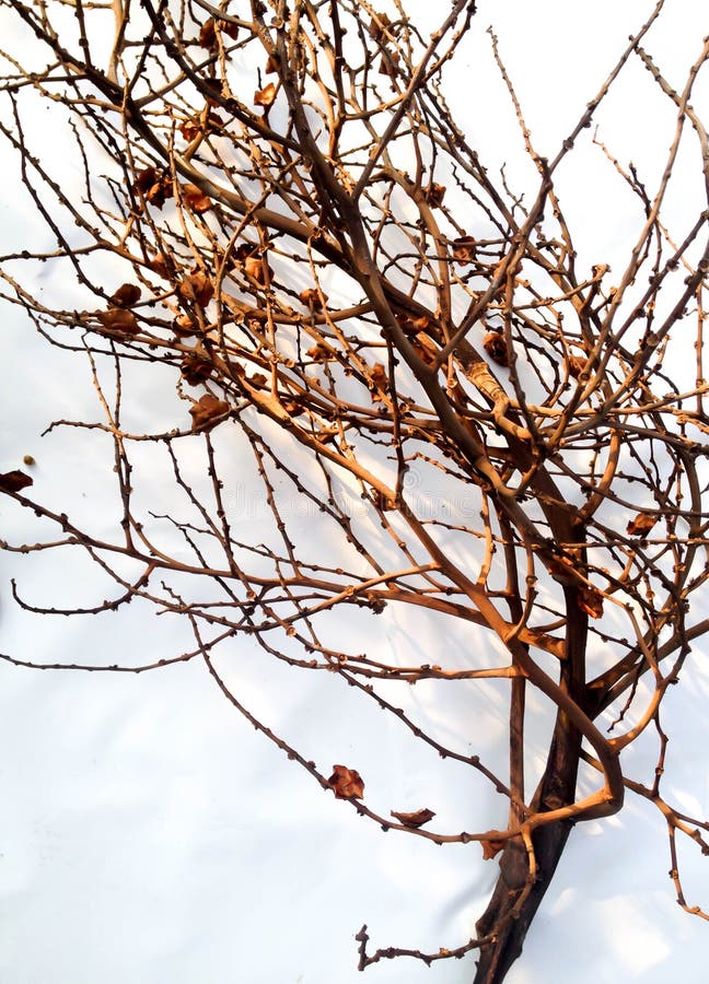 Tree branch stock image. Image of white, tree, nature - 50846315