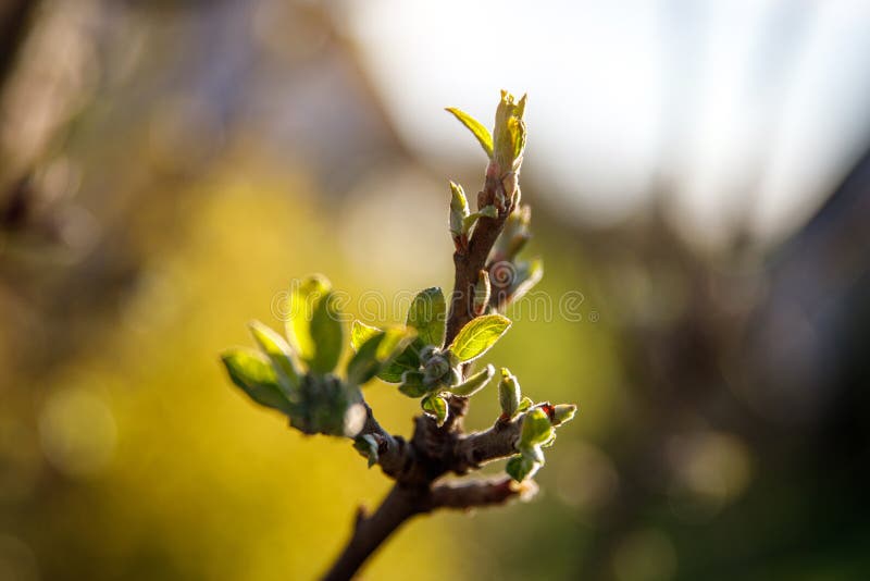 The Tree Branch with Opening Buds in Springtime Stock Photo - Image of ...