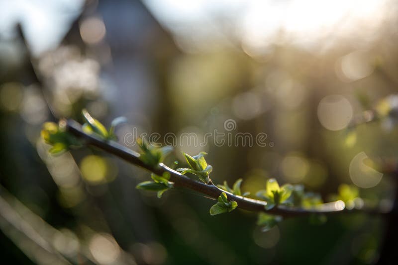 The Tree Branch with Opening Buds in Springtime Stock Photo - Image of ...