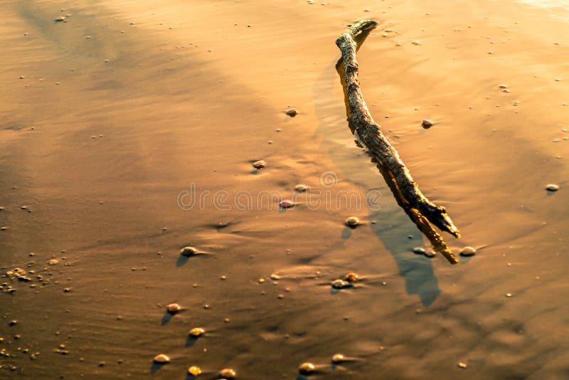 Tree Branch and Orange Sand Stock Image - Image of sundown, seaside ...