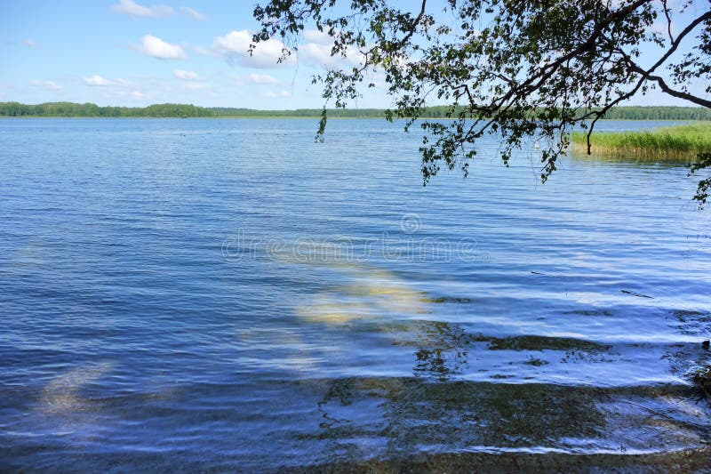 A Tree Branch Over the Pond, the Surface of the Lake Stock Photo ...